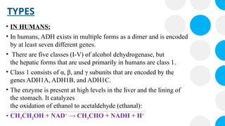Alcohol dehydrogenase ,Ribonuclease.pptx