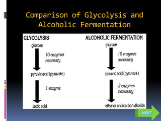 Alcohol Fermentation Enzymes