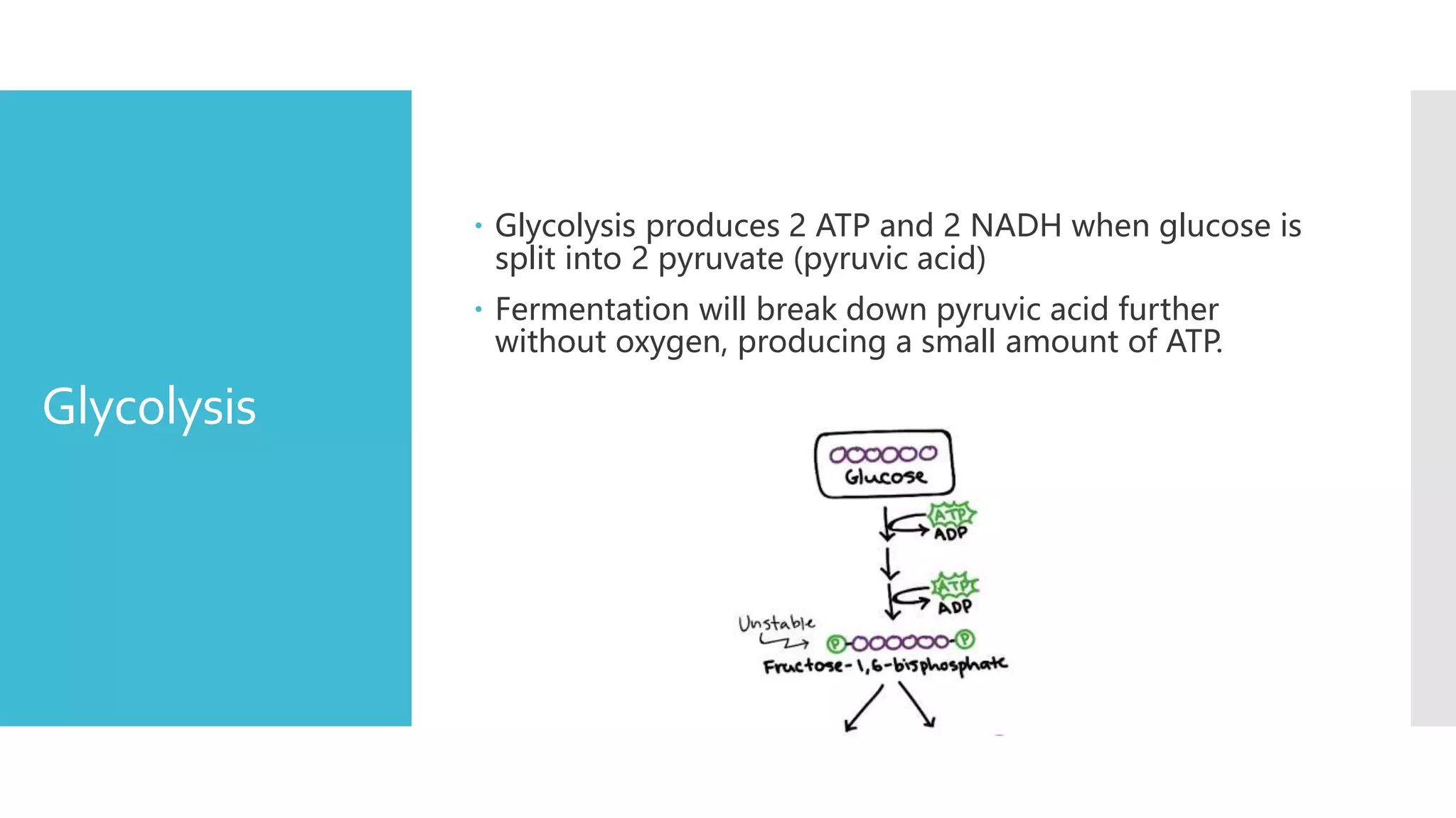 Alcoholic And Lactic Acid Fermentationlesson 2pptx