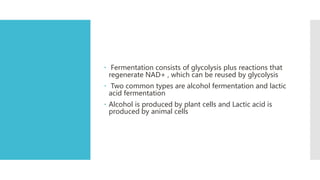 Alcoholic and lactic acid fermentation_lesson 2.pptx