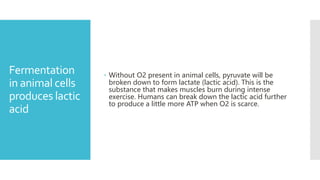 Alcoholic and lactic acid fermentation_lesson 2.pptx