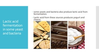 Alcoholic and lactic acid fermentation_lesson 2.pptx