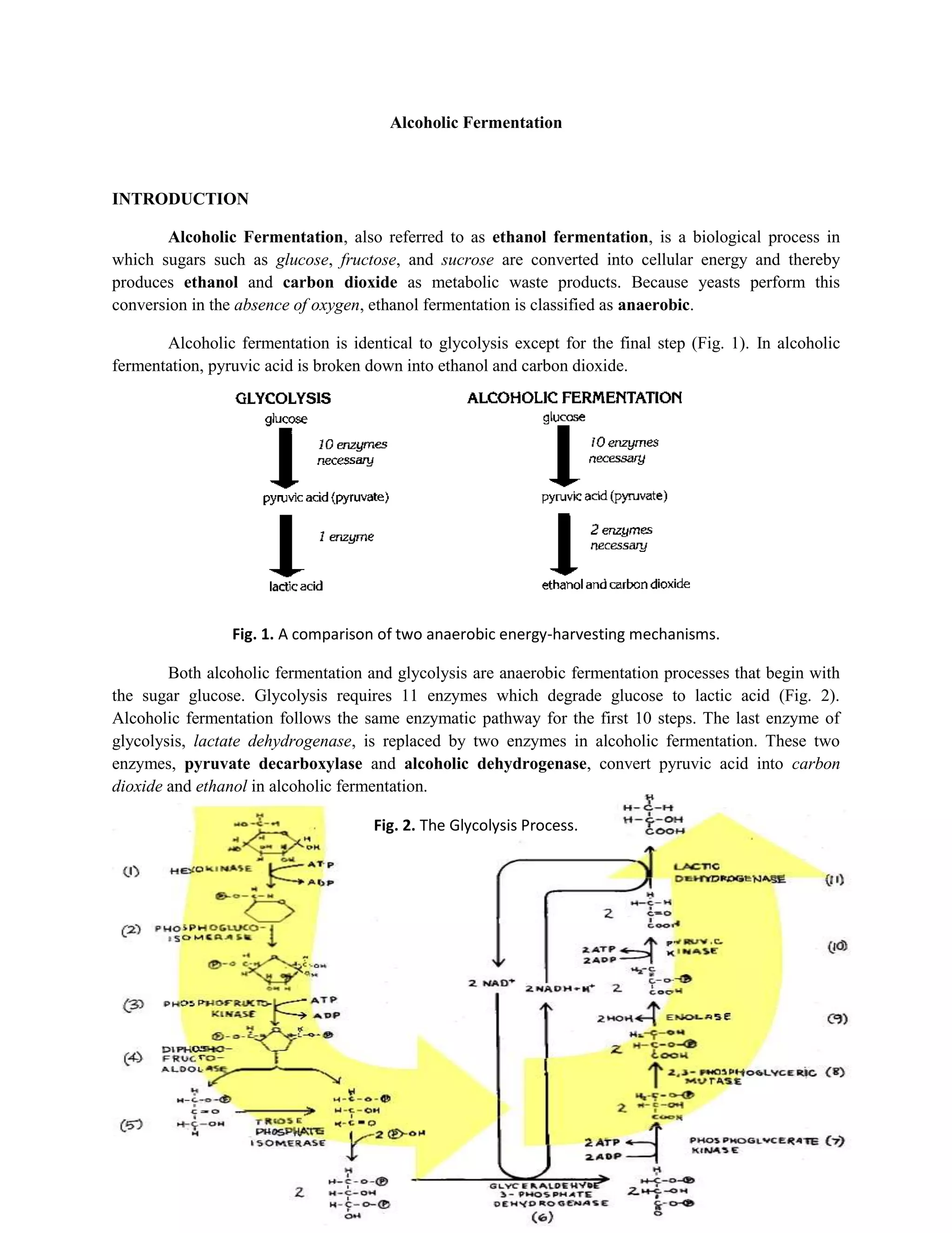 Alcoholic fermentation | DOCX