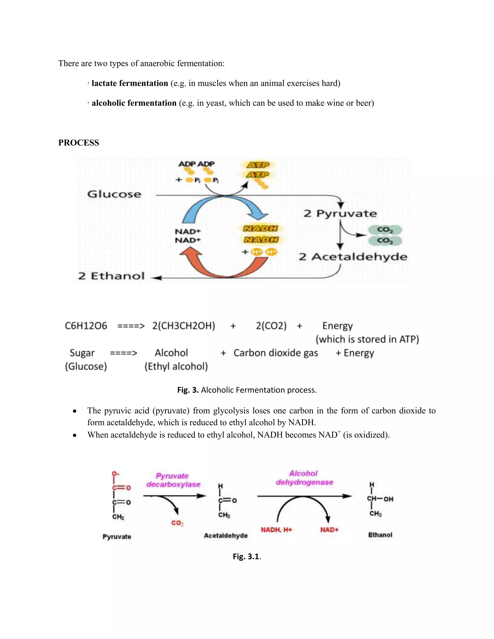 Alcoholic fermentation | DOCX