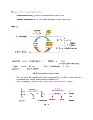 Alcohol Fermentation Diagram