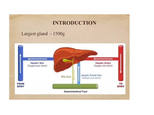 Alcohol liver disease : causes , pathophysiology and its management | PPT