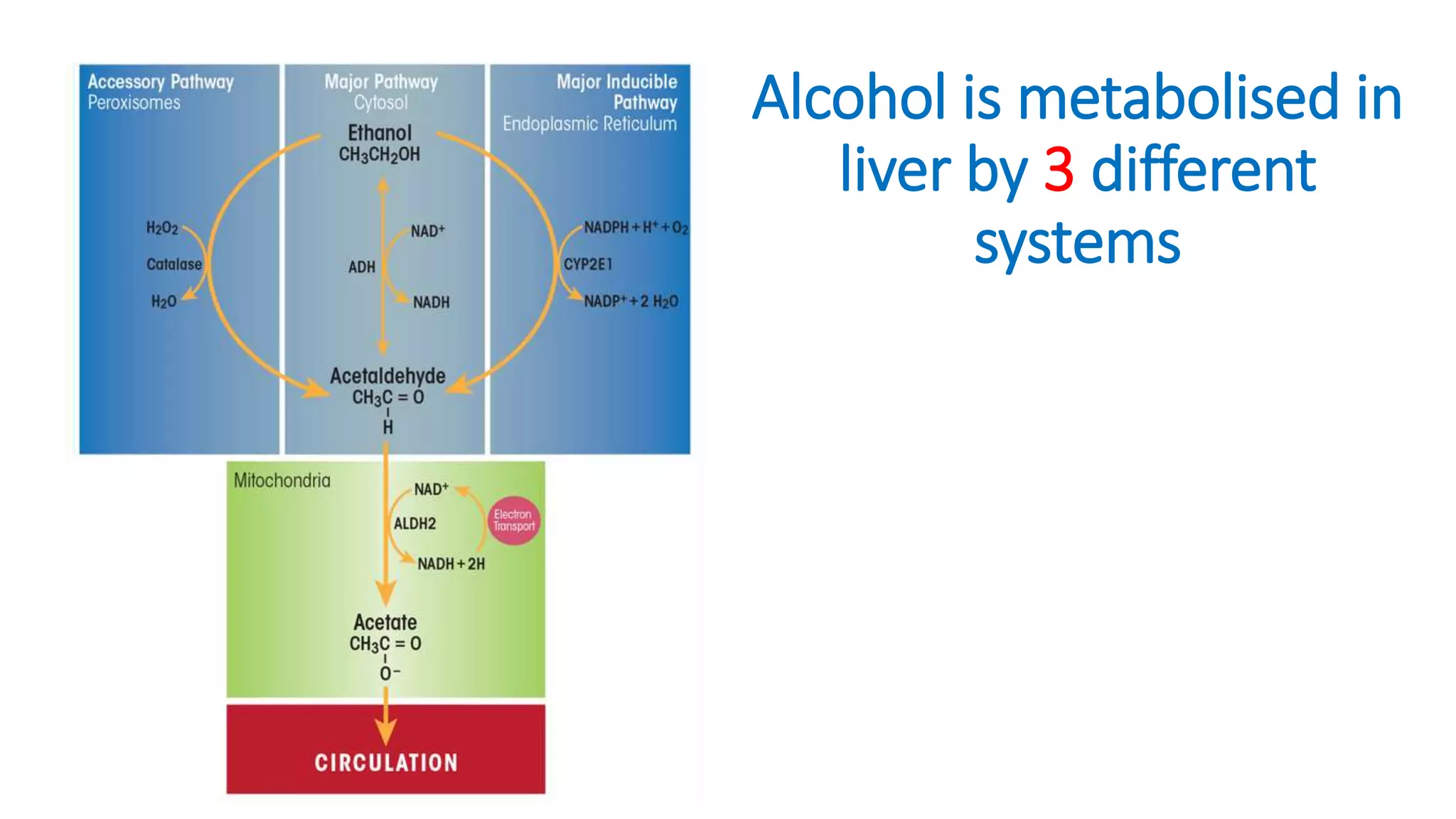 Alcohol metabolism - with YouTube video | PPT