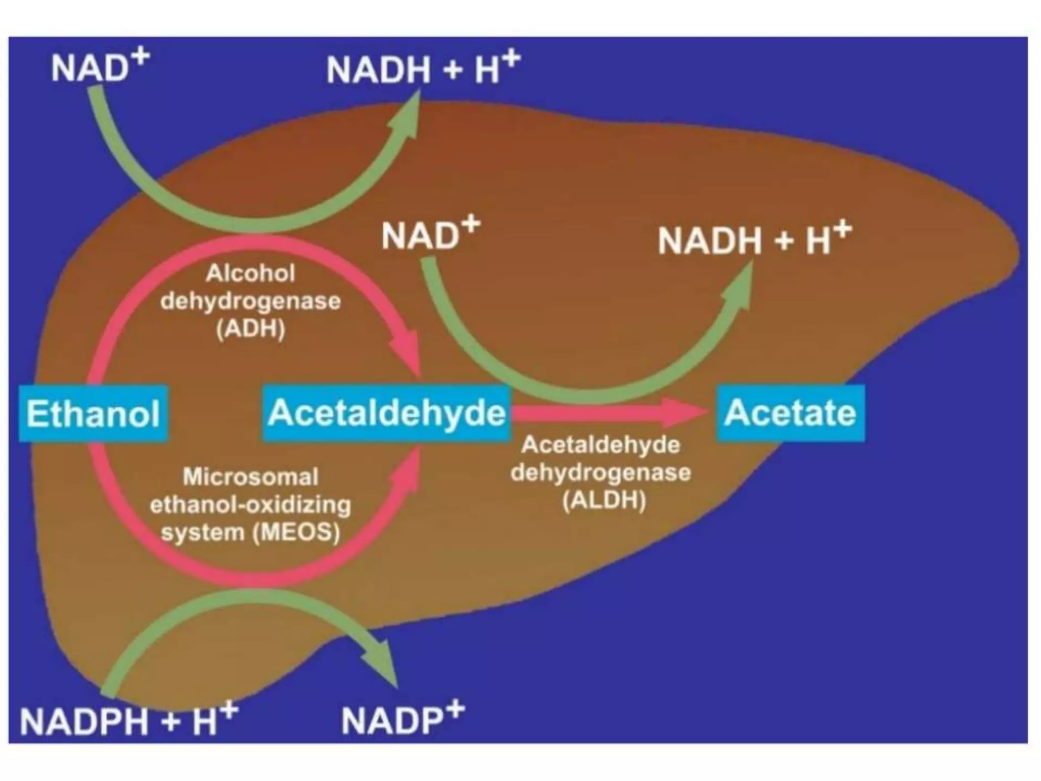 Alcohol metabolism | PPTX