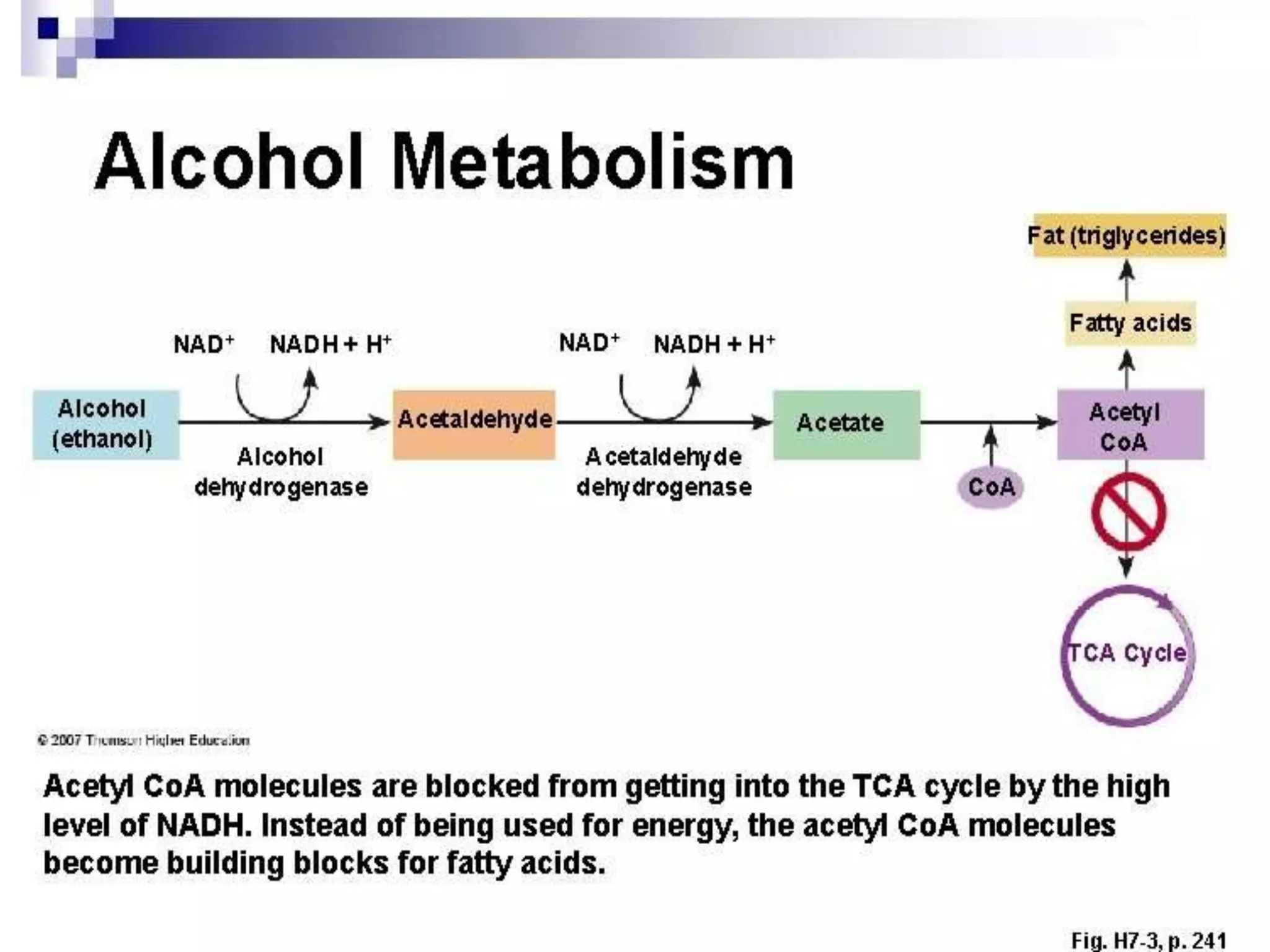 Alcohol metabolism | PPTX