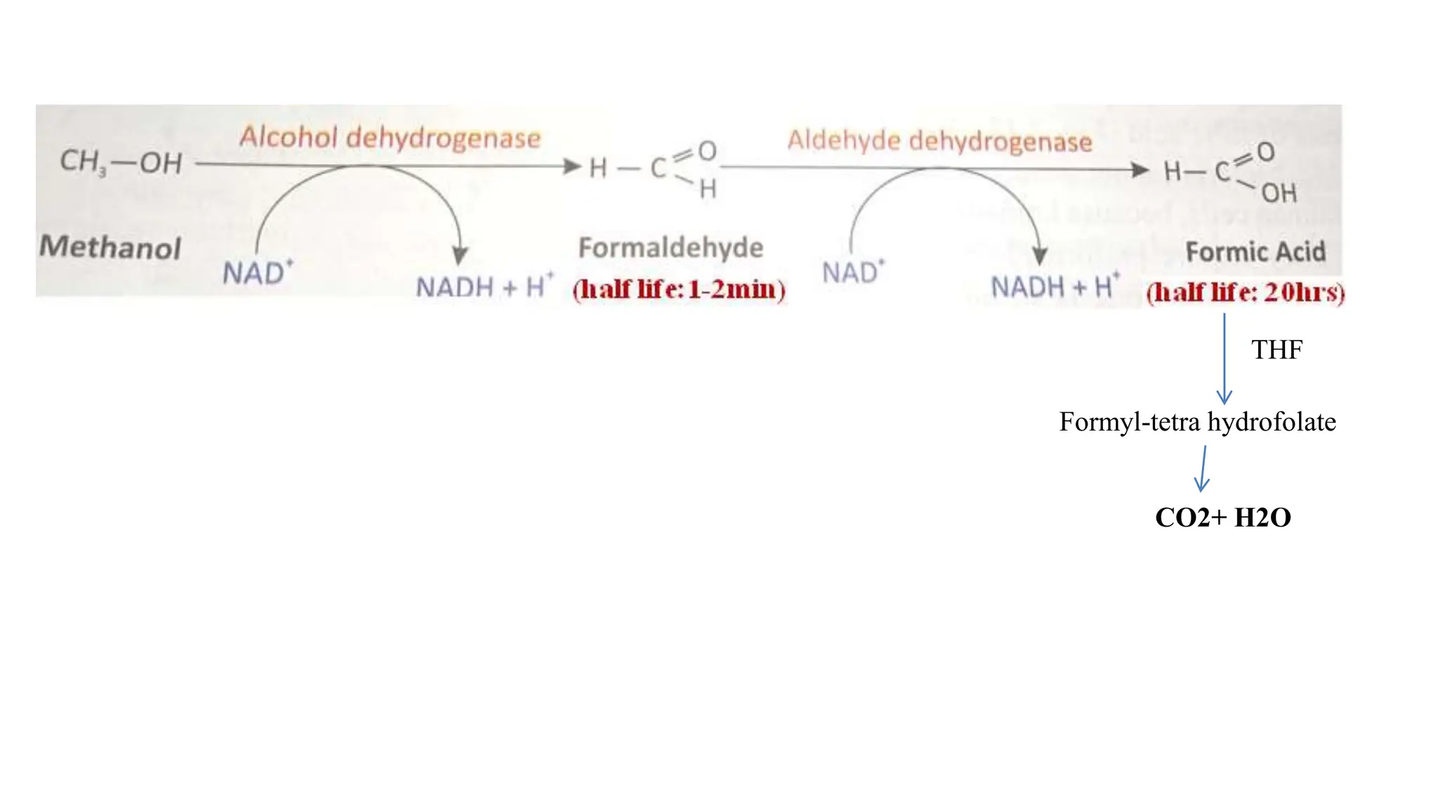 Alcohol metabolism and alcoholism & Fatty liver.pptx