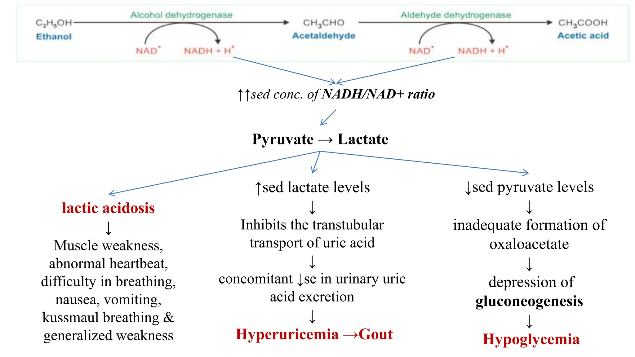 Alcohol metabolism and alcoholism & Fatty liver.pptx