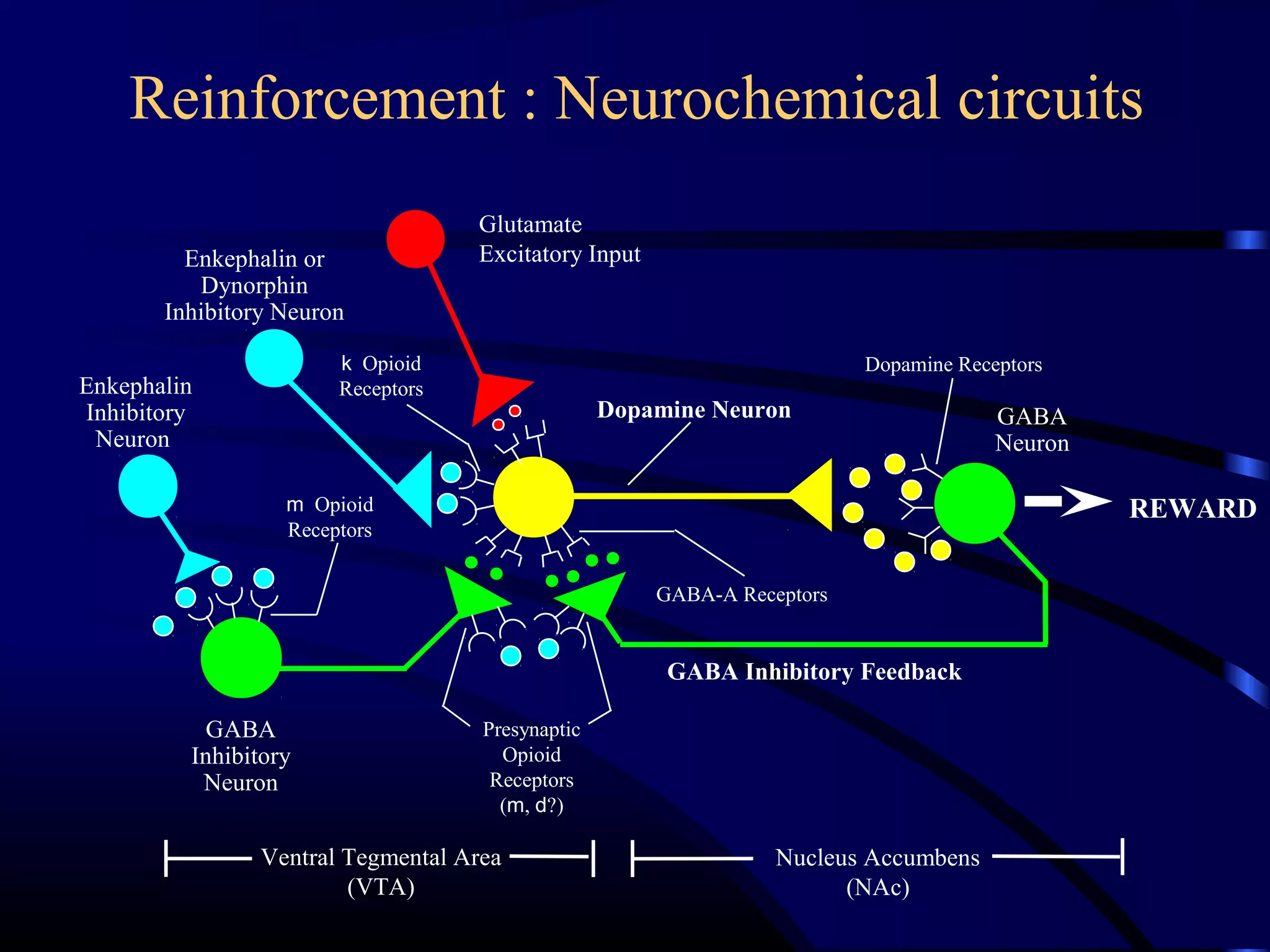 Alcohol neurobiology good | PPT