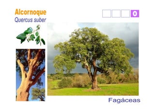Alcornoque | PDF