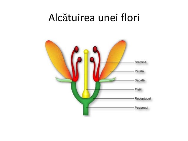 Alcătuirea unei flori ppt