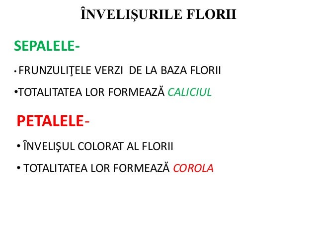 Alcătuirea unei flori ppt