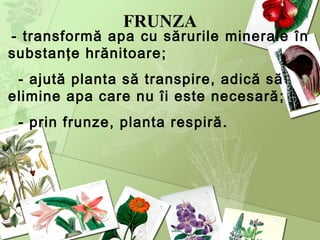 Alc tuireauneiplante | PPT