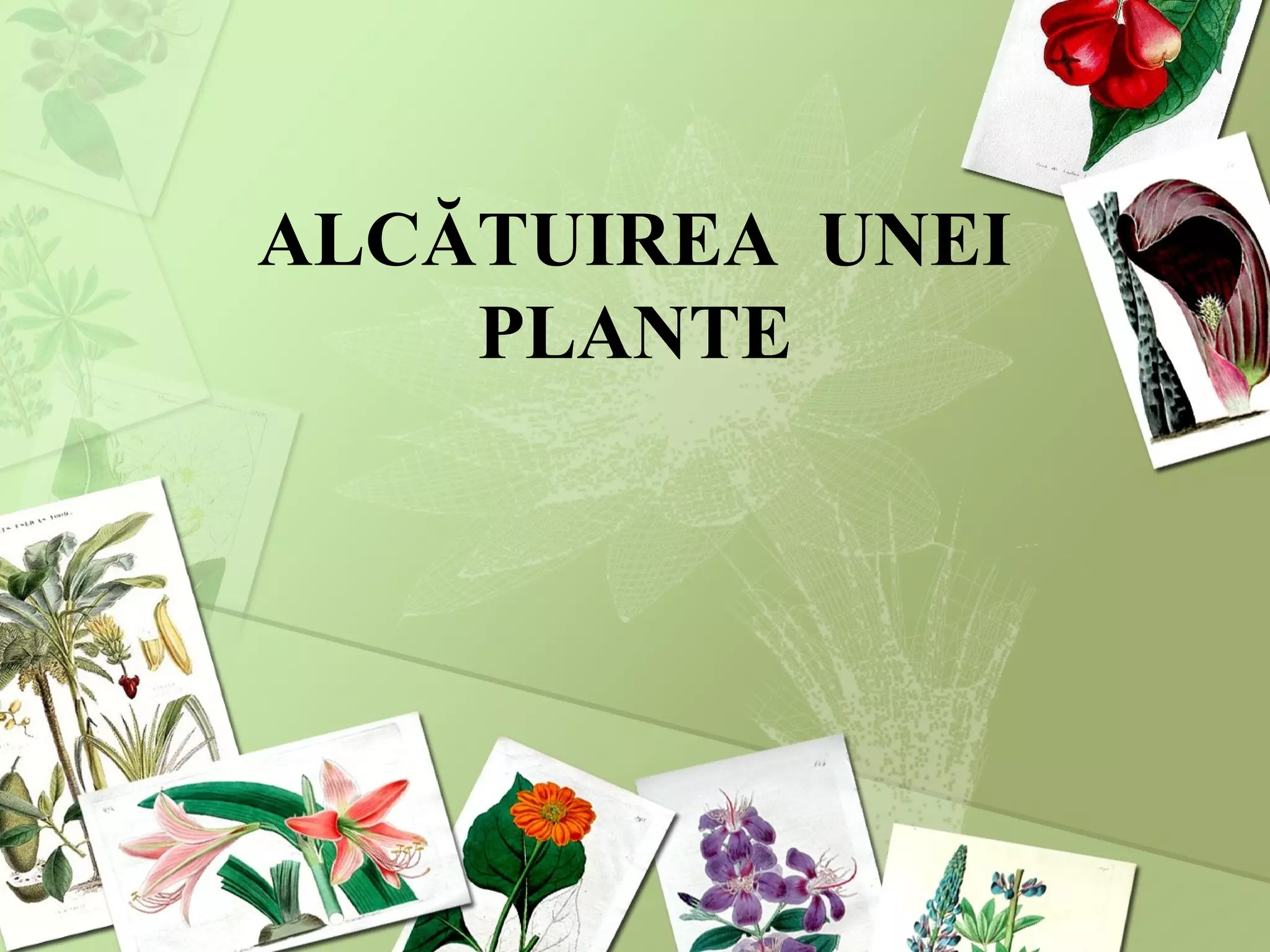 Alcatuirea unei plante | PPT