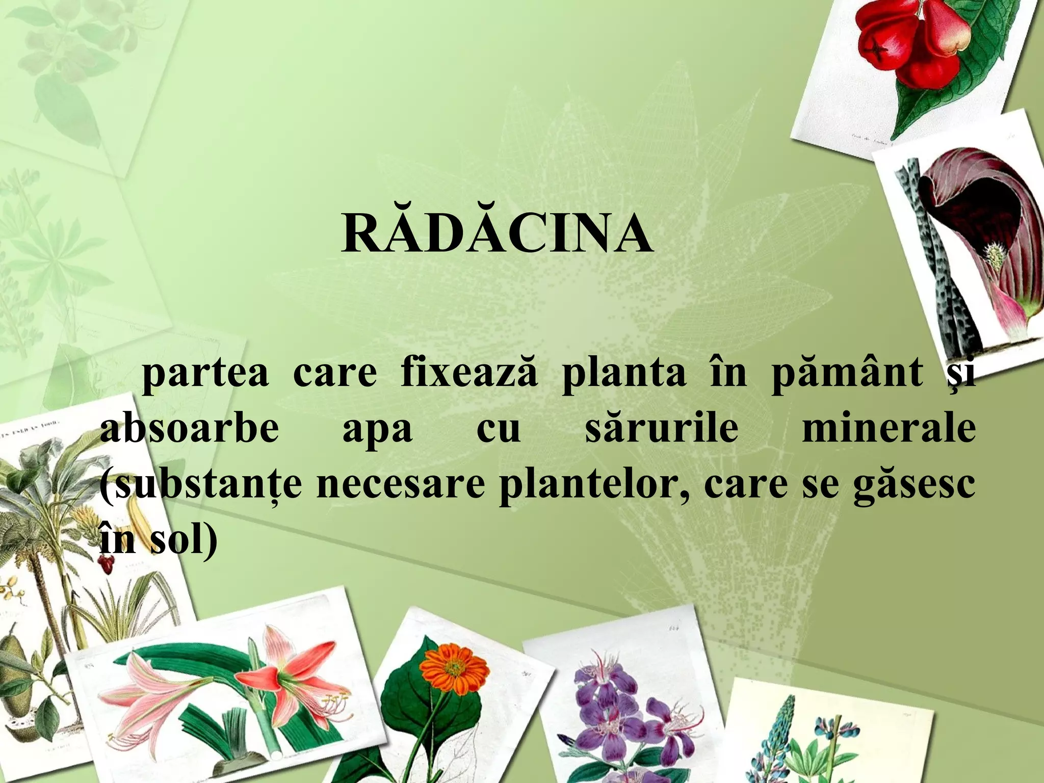 Alcatuirea unei plante | PPT