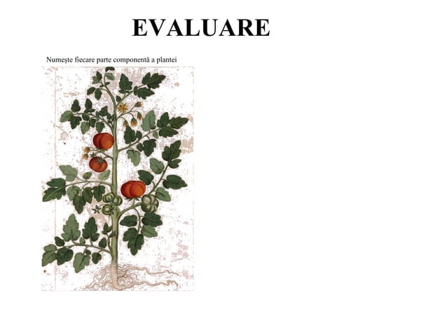 Alcatuirea unei plante | PPT