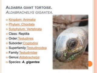Aldabra giant tortoise | PPTX | Reptiles | Pets