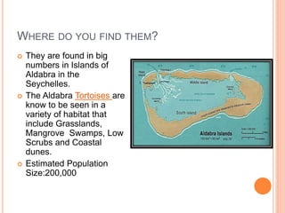 Aldabra giant tortoise | PPTX | Reptiles | Pets