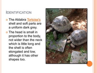Aldabra giant tortoise | PPTX | Reptiles | Pets