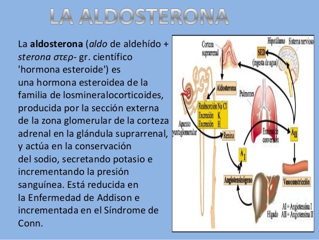 Aldosterona 3