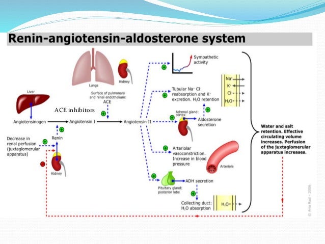 Aldosterone