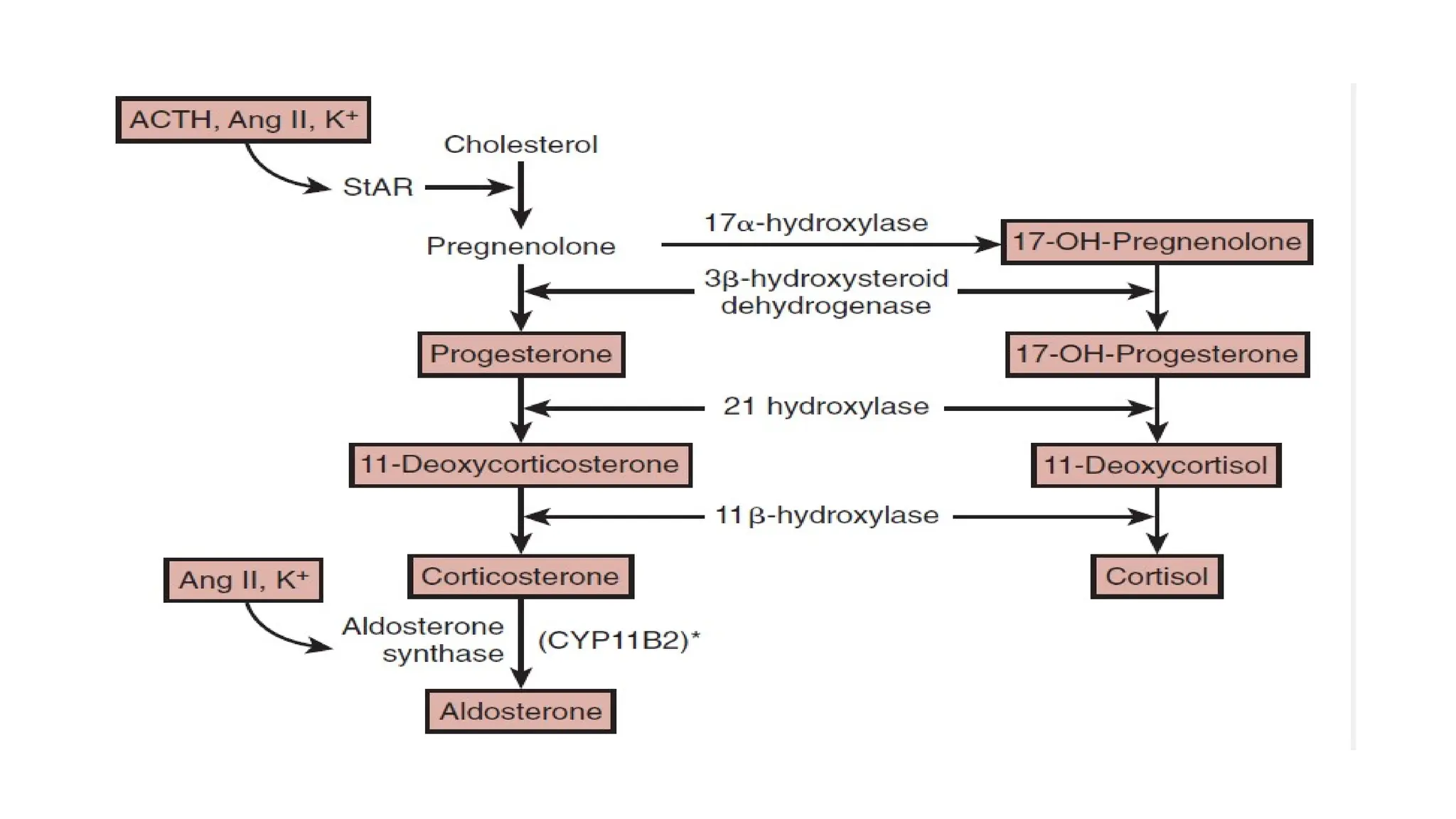 Aldosterone and Renal physiology....pptx