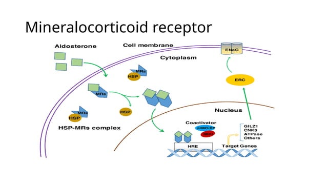Aldosterone and Renal physiology....pptx