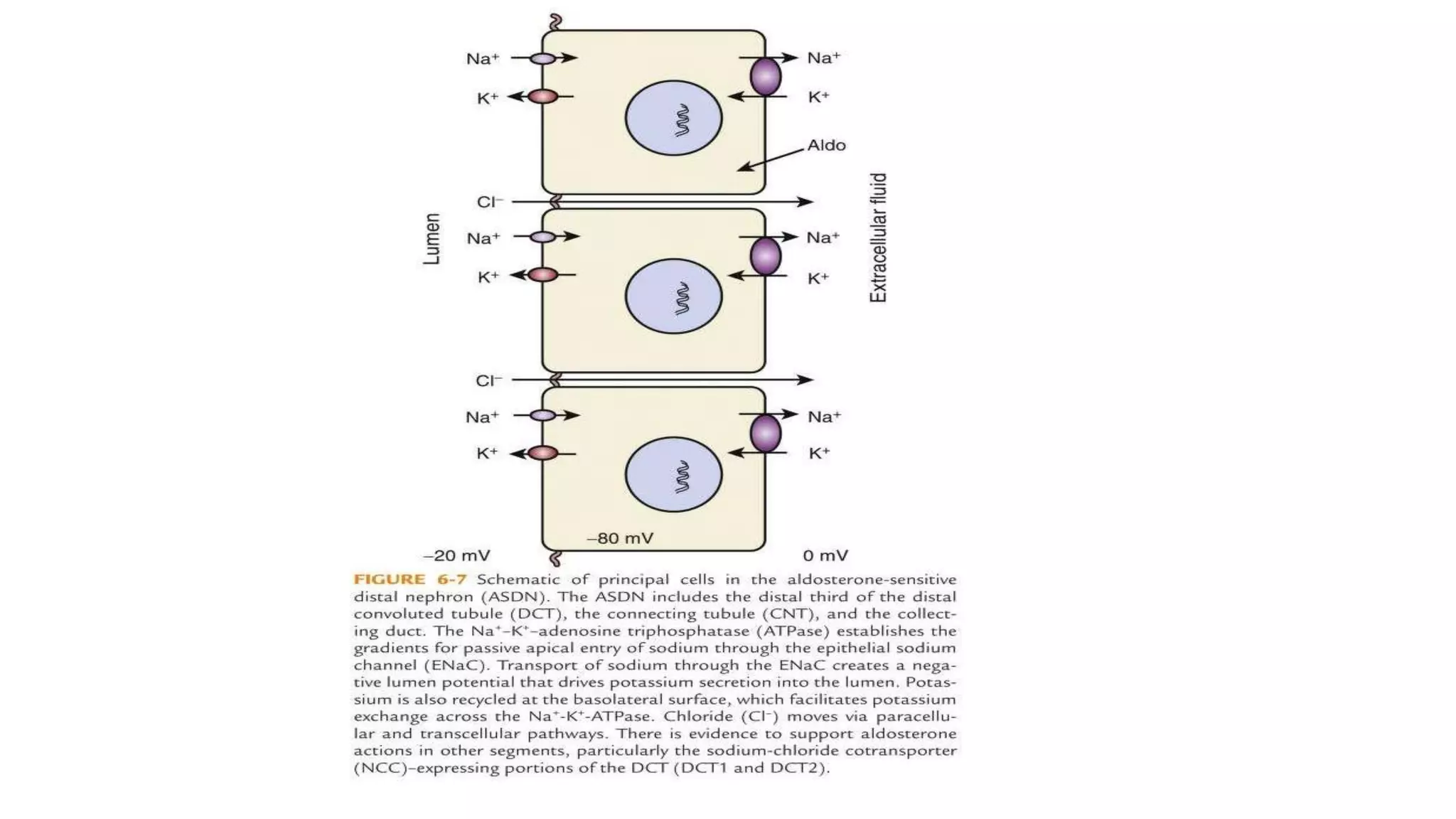 PHYSIOLOGY OF CONNECTING TUBULE AND COLLECTING DUCT | PPT