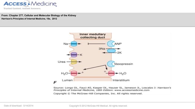 PHYSIOLOGY OF CONNECTING TUBULE AND COLLECTING DUCT | PPT