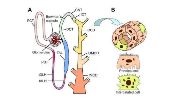PHYSIOLOGY OF CONNECTING TUBULE AND COLLECTING DUCT