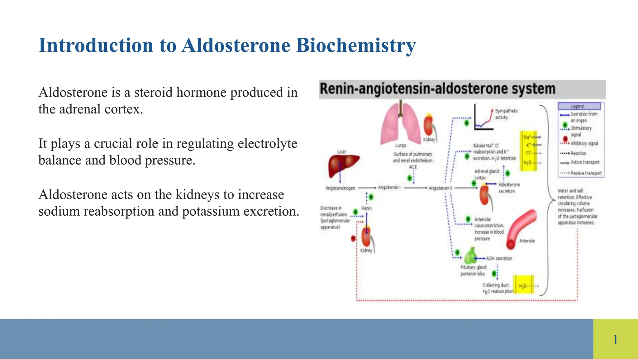 Aldosterone Biochemistry BY TASAWAR MARJAN PHARMD | PPTX