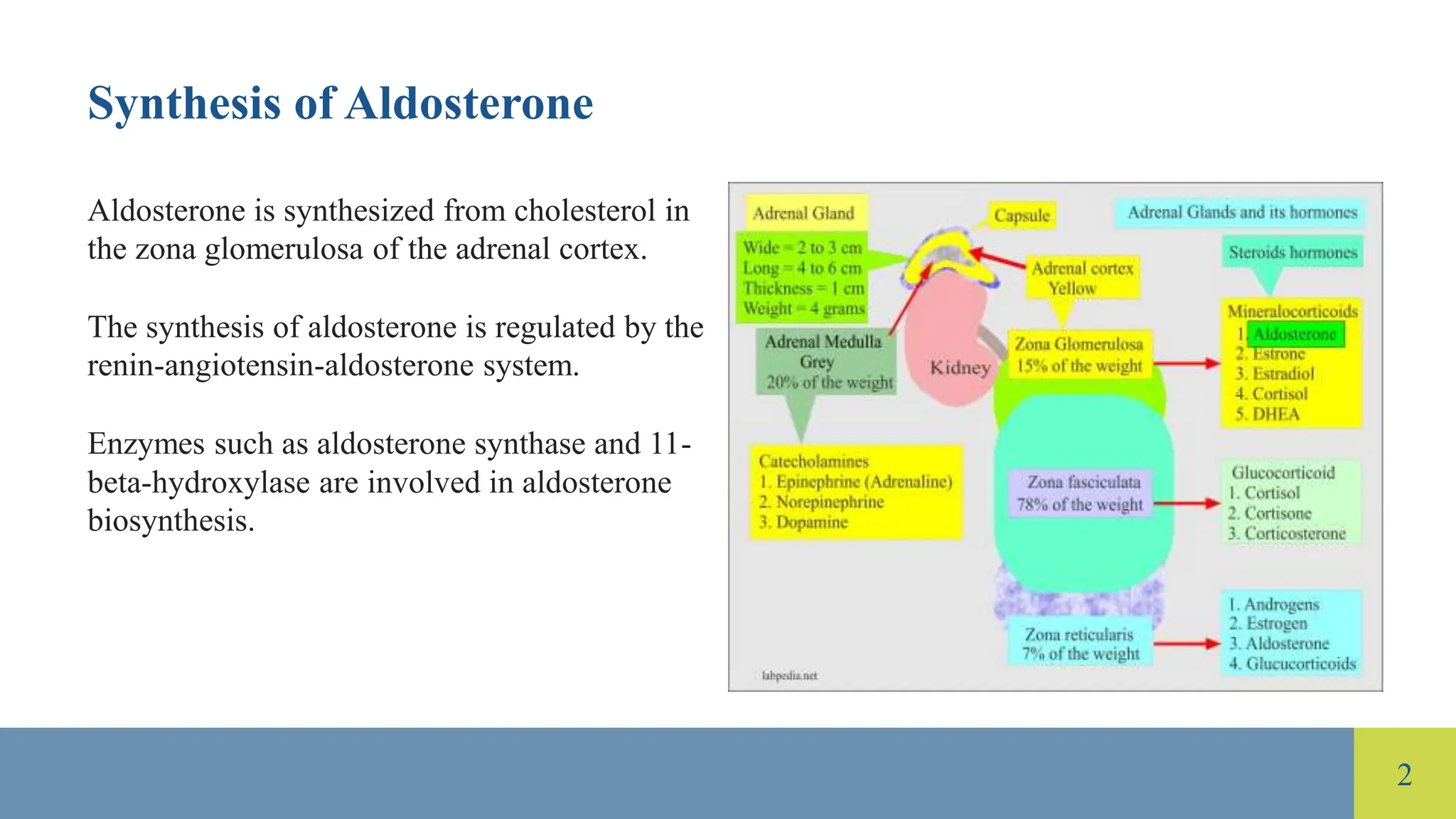 Aldosterone Biochemistry BY TASAWAR MARJAN PHARMD | PPTX