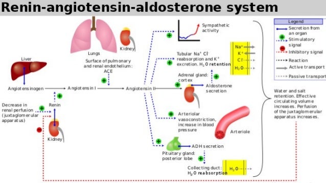 Aldosterone by M.Pandian