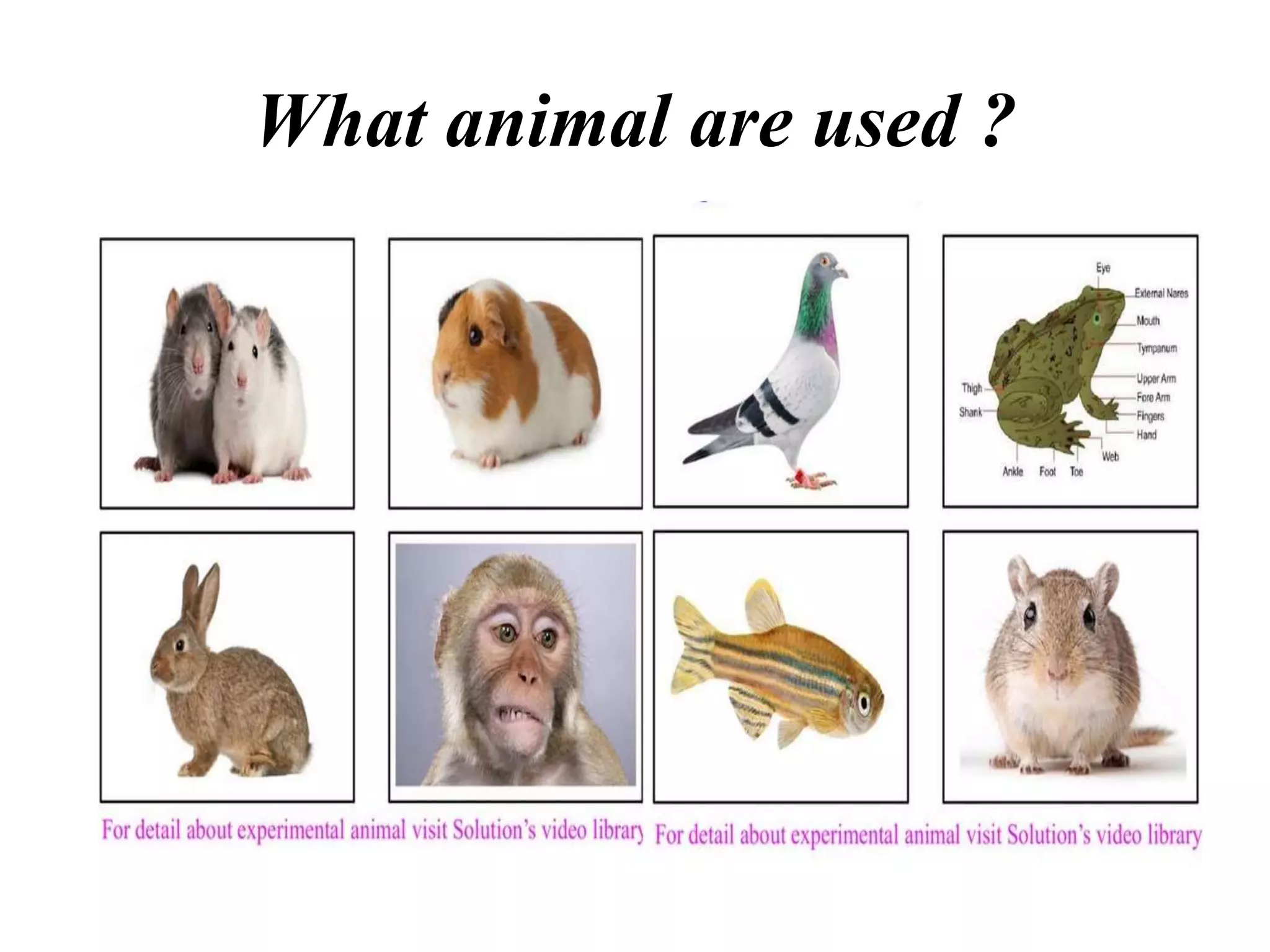 ANIMAL STUDIES | PPTX