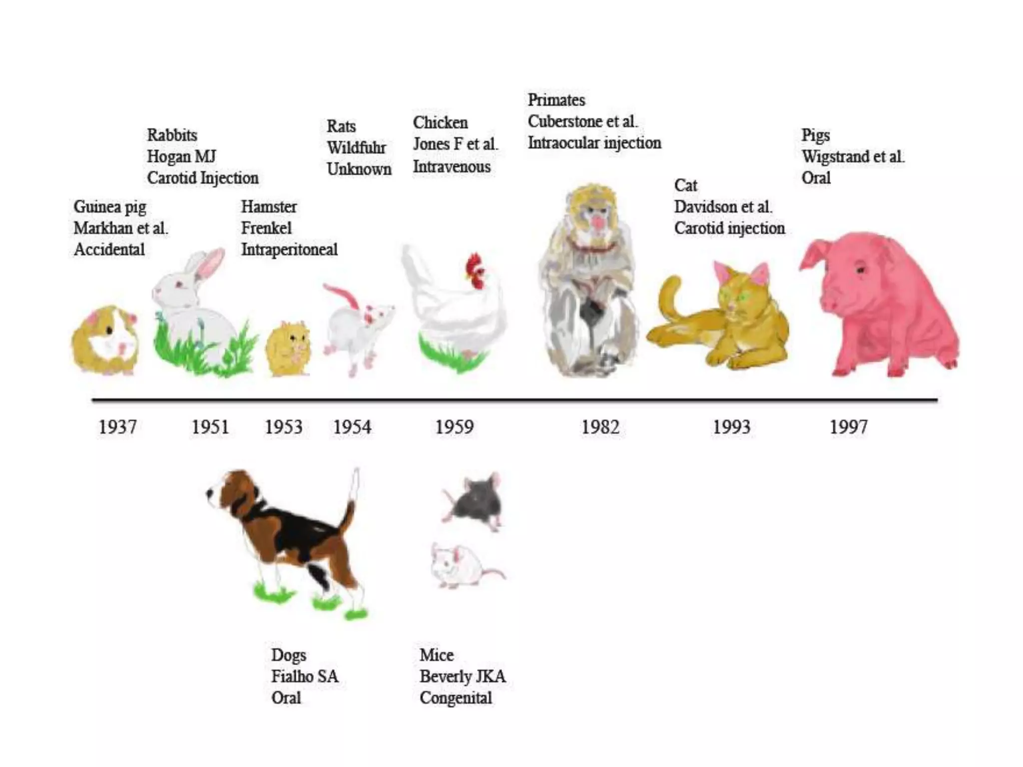 ANIMAL STUDIES | PPTX