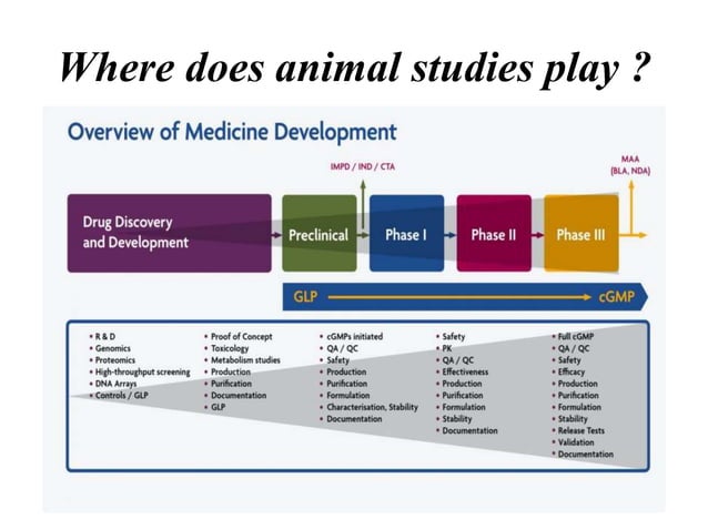 ANIMAL STUDIES | PPTX