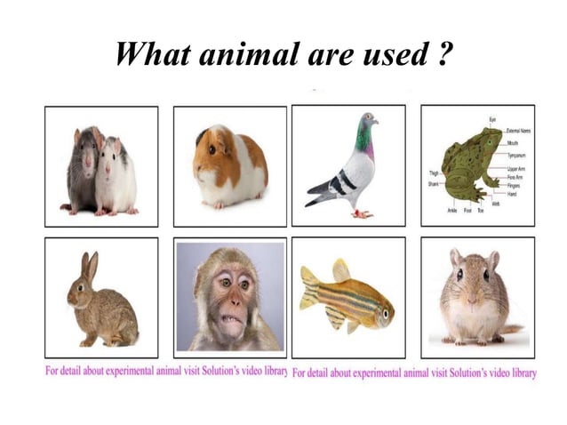 ANIMAL STUDIES | PPTX