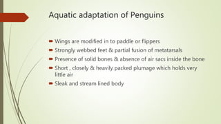 penguins and pelicans.this different types of penguins and pelicans | PPTX
