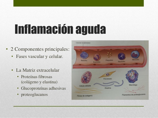 Inflamación y reparación de tejidos