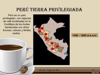 Alejandro café - PRESENTACIÓN DE CALIDAD | PPT