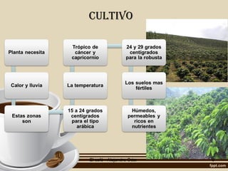 Alejandro café - PRESENTACIÓN DE CALIDAD | PPT