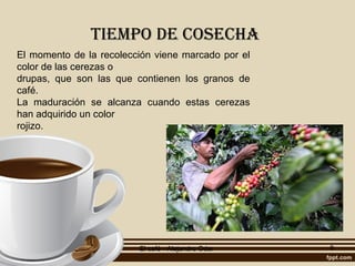 Alejandro café - PRESENTACIÓN DE CALIDAD | PPT