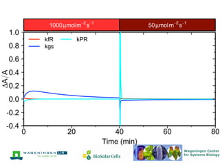 Modelling C3 photosynthesis under fluctuating light conditions at the ...