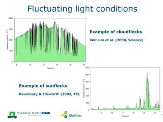 Modelling C3 photosynthesis under fluctuating light conditions at the ...