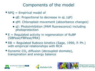 Modelling C3 photosynthesis under fluctuating light conditions at the ...