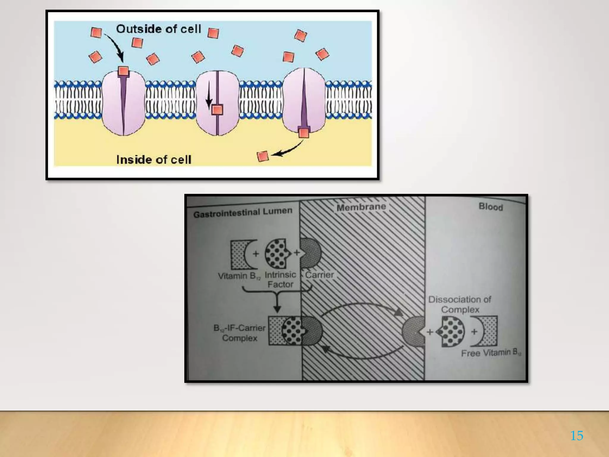 mechanism of drug absorbtion | PPT
