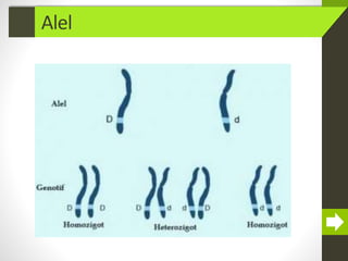 Alel - Biologi | PPTX